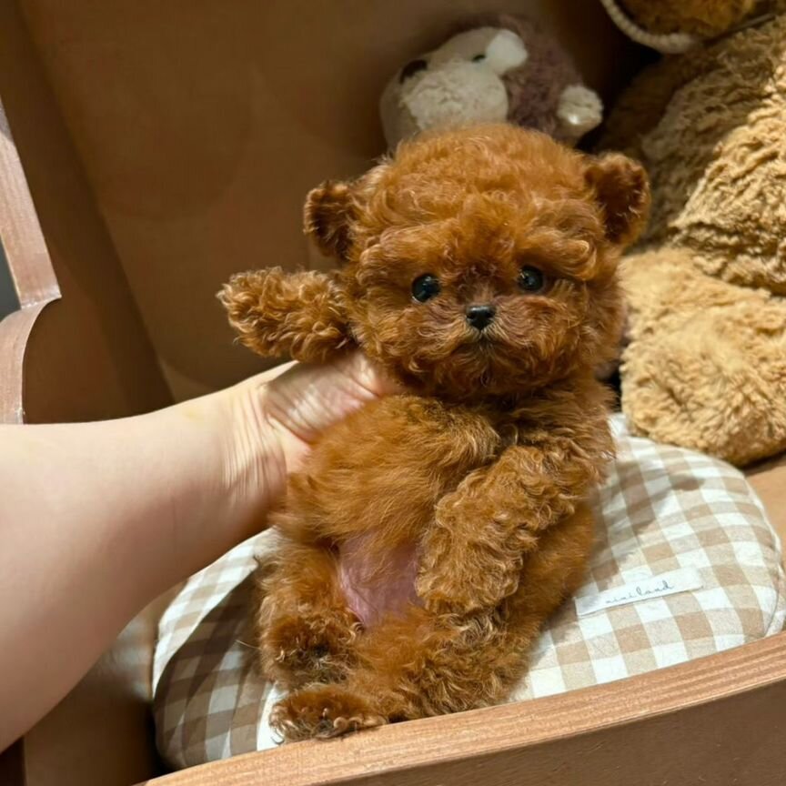 Мальтипу, щенок