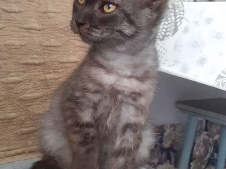 Котёнок Кексик, "чёрный дым"