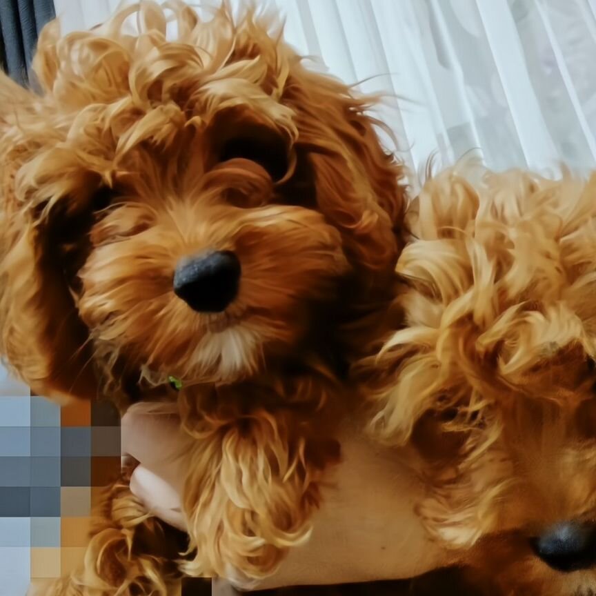 Кавапу, щенок