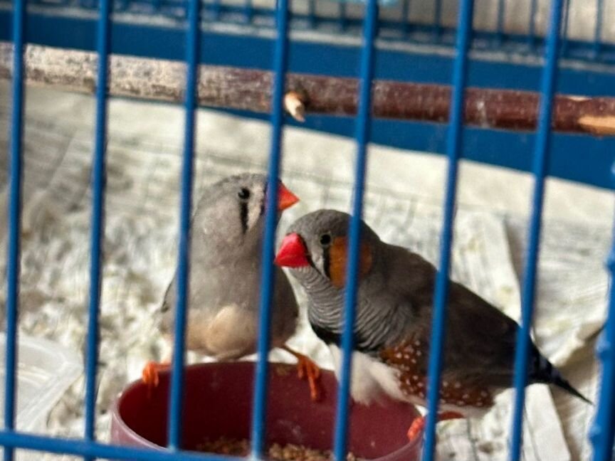 Зебровые амадины