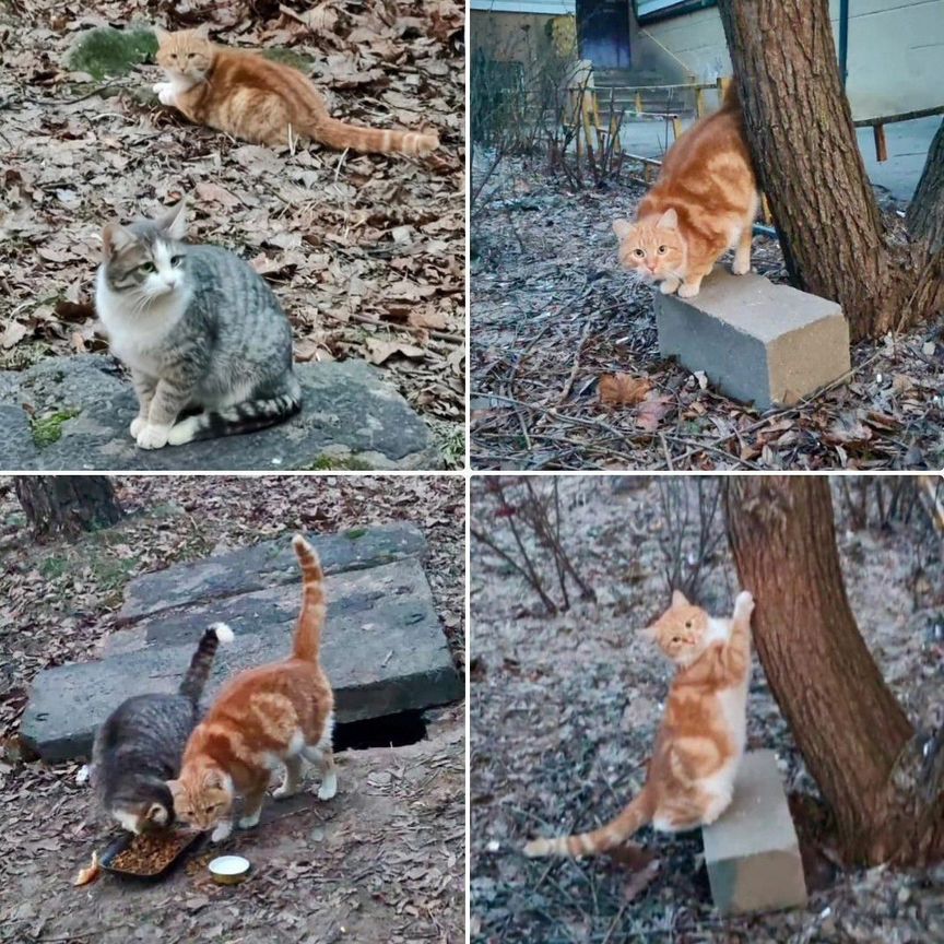 Ласковые котики замерзают на улице без укрытия