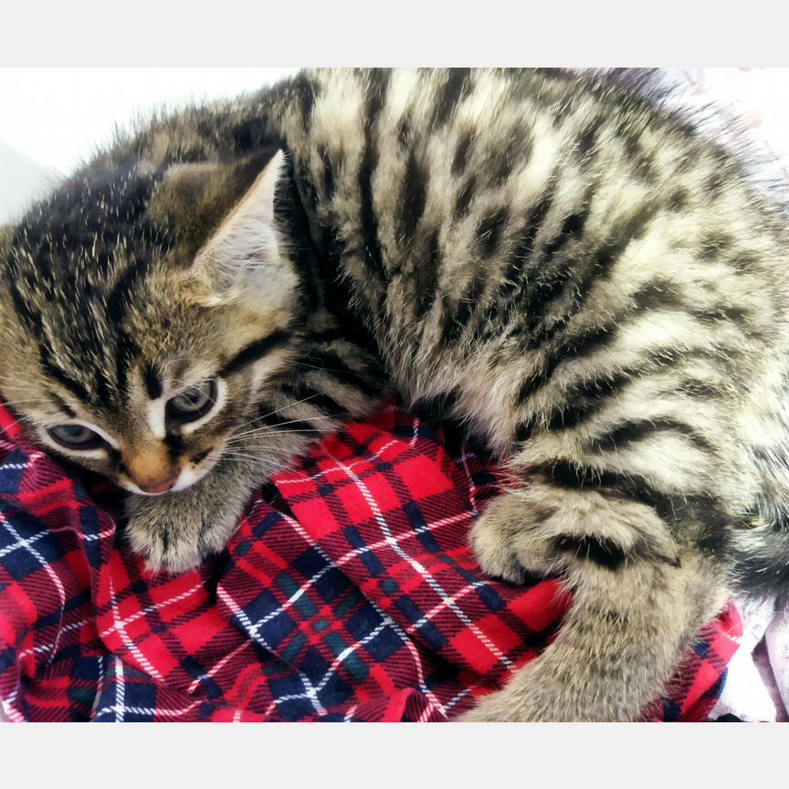 Кошка в добрые руки