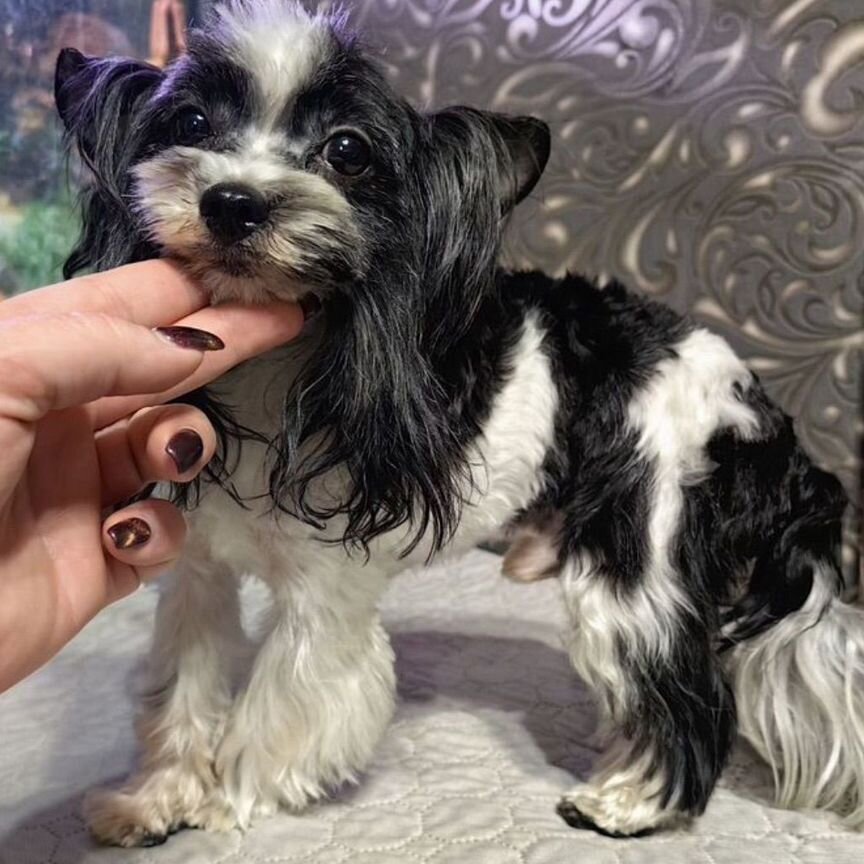 Бивер-йоркширский терьер, взрослый пёс