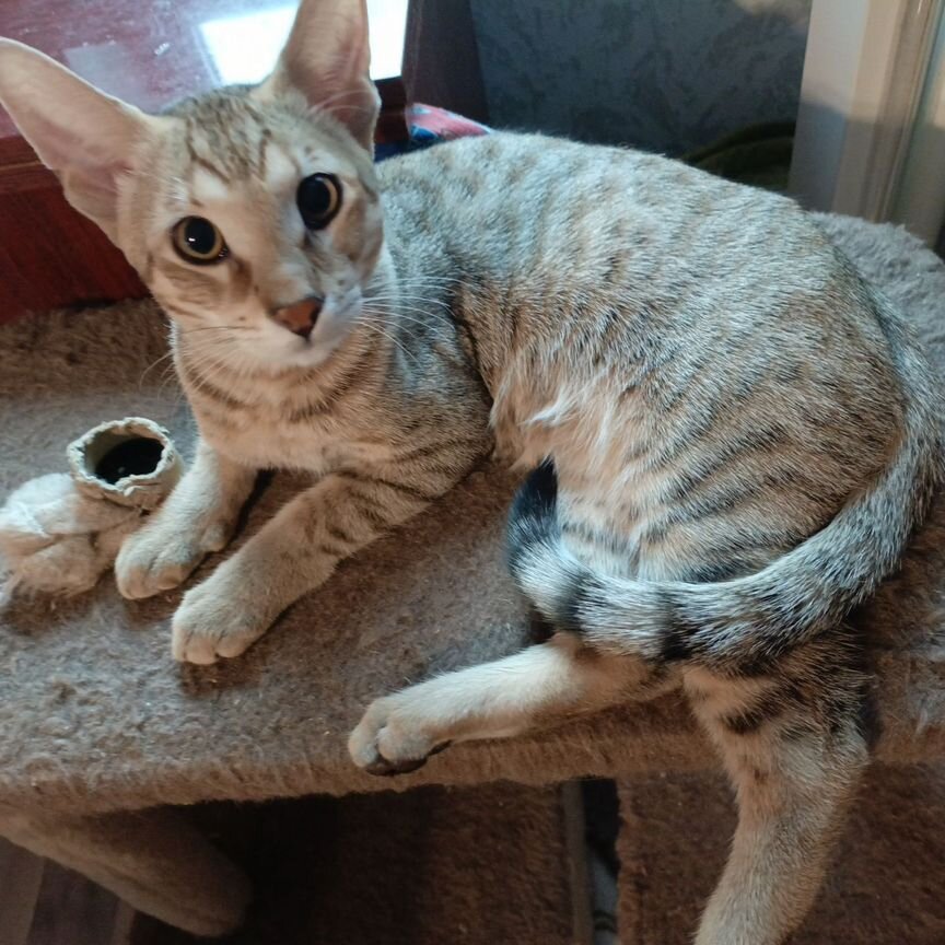 Чаузи ф3 котята