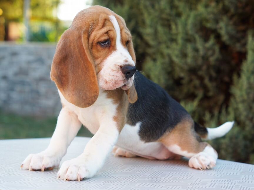 Щенки бигля РКФ