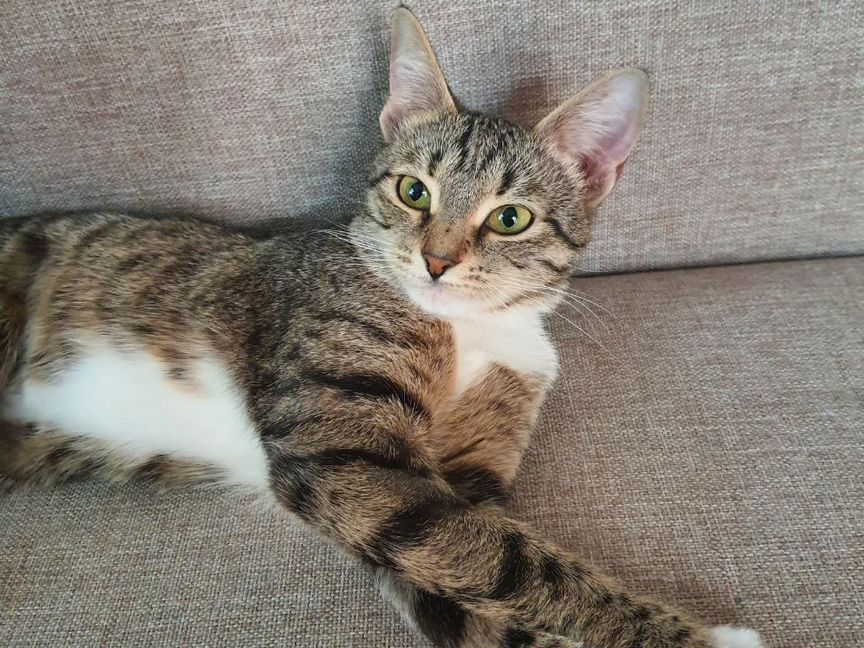 Длинноухая кошка в добрые руки