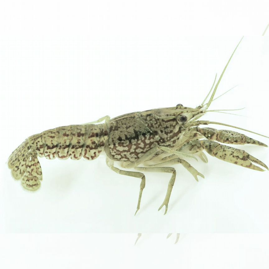 Мраморный рак