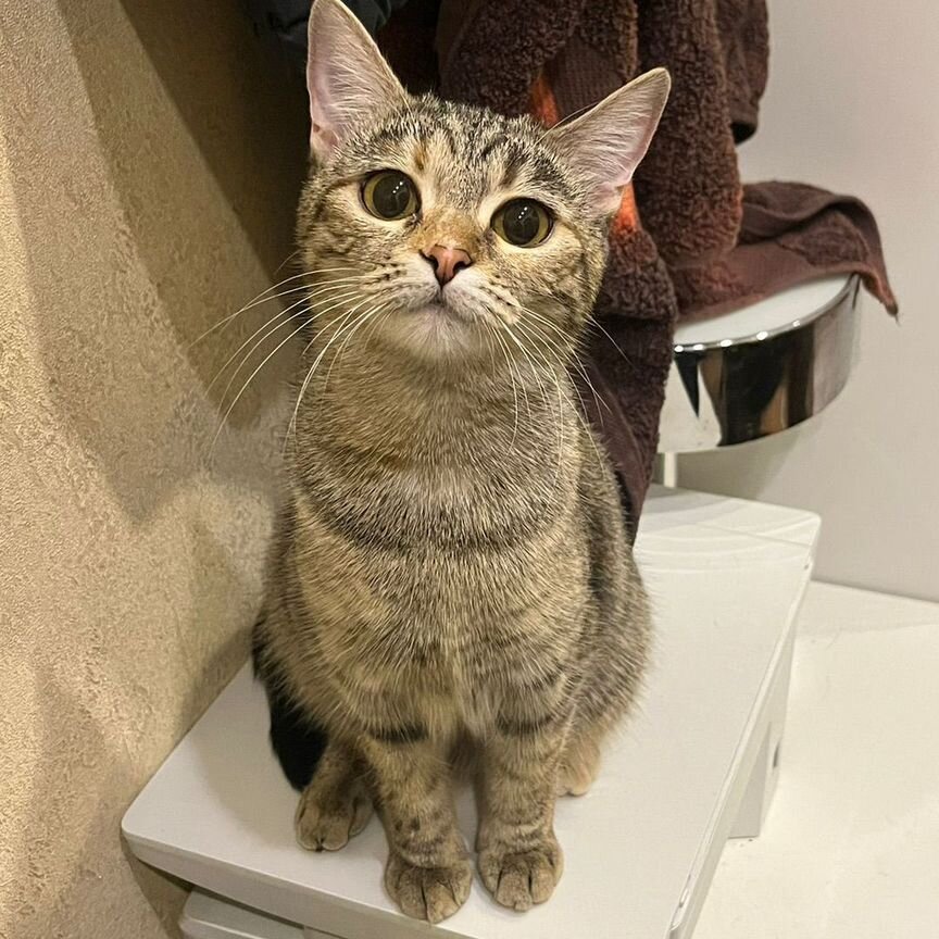 Кошка 9 месяцев