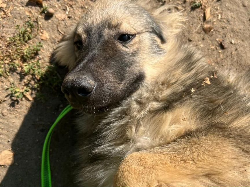 Щенки из приюта