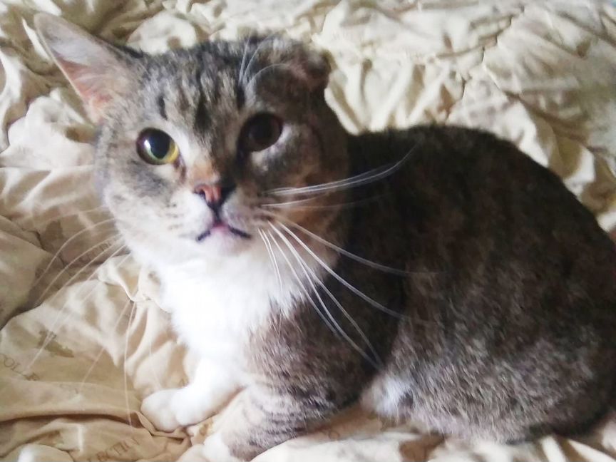Кот