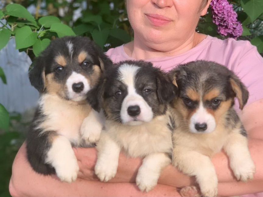 Мишки корги кардиганы ждут свои семьи