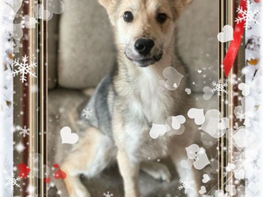 Собака в добрые руки