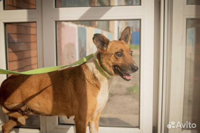 Особенная собачка трехлапка в добрые руки