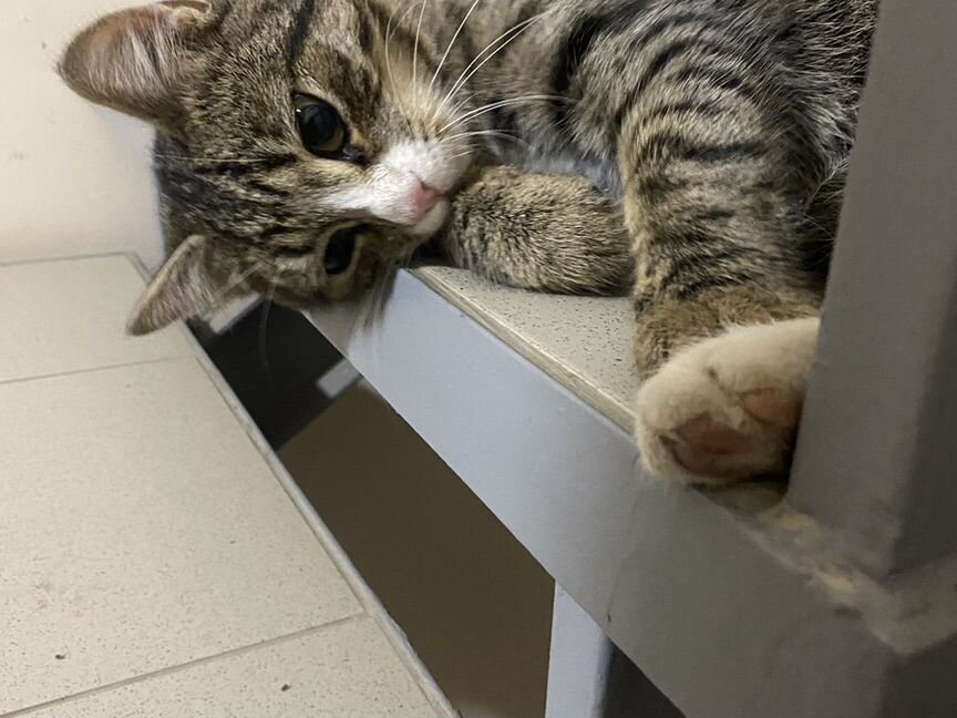 Помогите, котенок может погибнуть