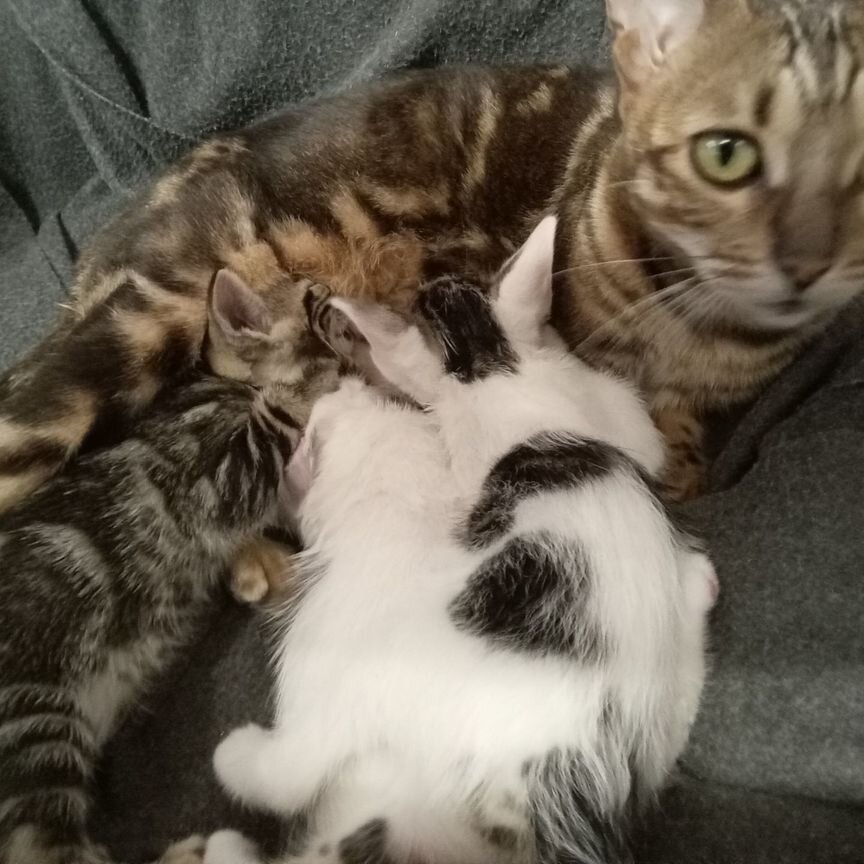 Отдам котят за шоколадку