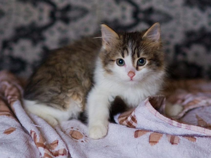 Красивые котята Добрым Хозяевам