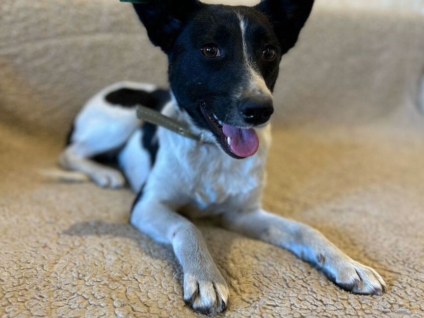 Собака в добрые руки