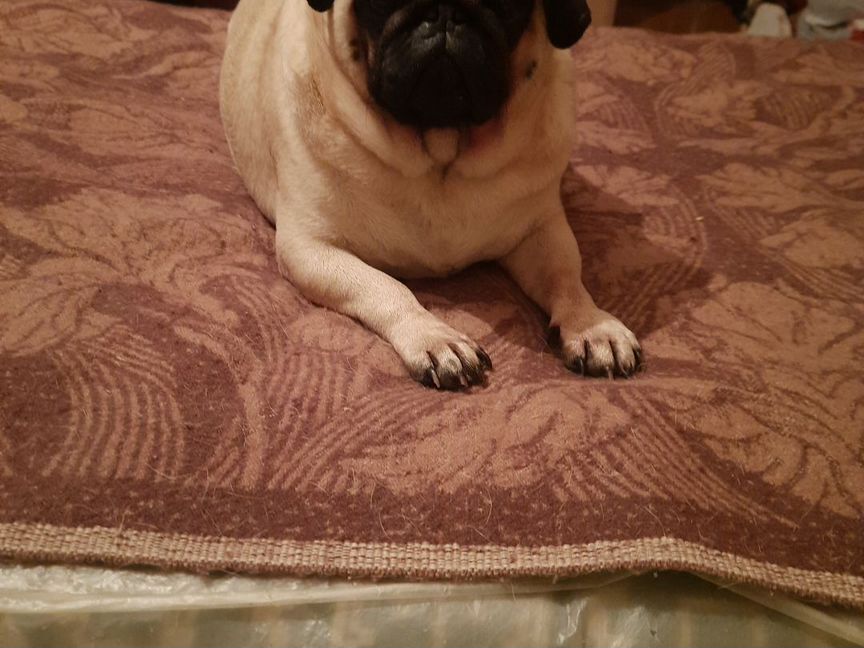 Вязка мопс девочка