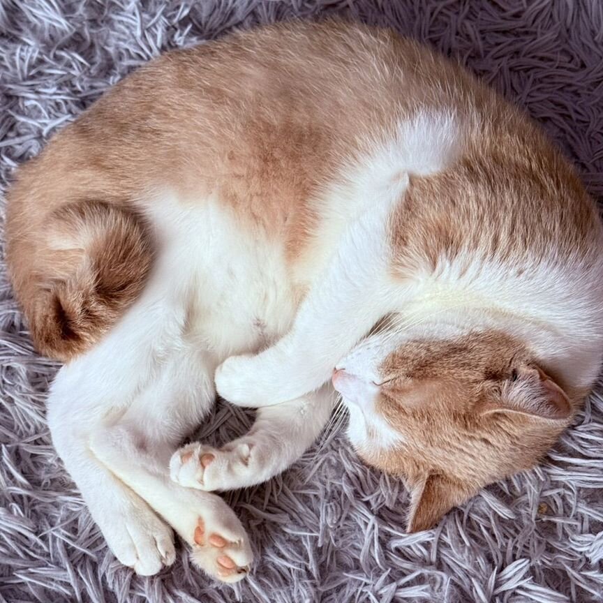 Взрослая, кошка в добрые руки