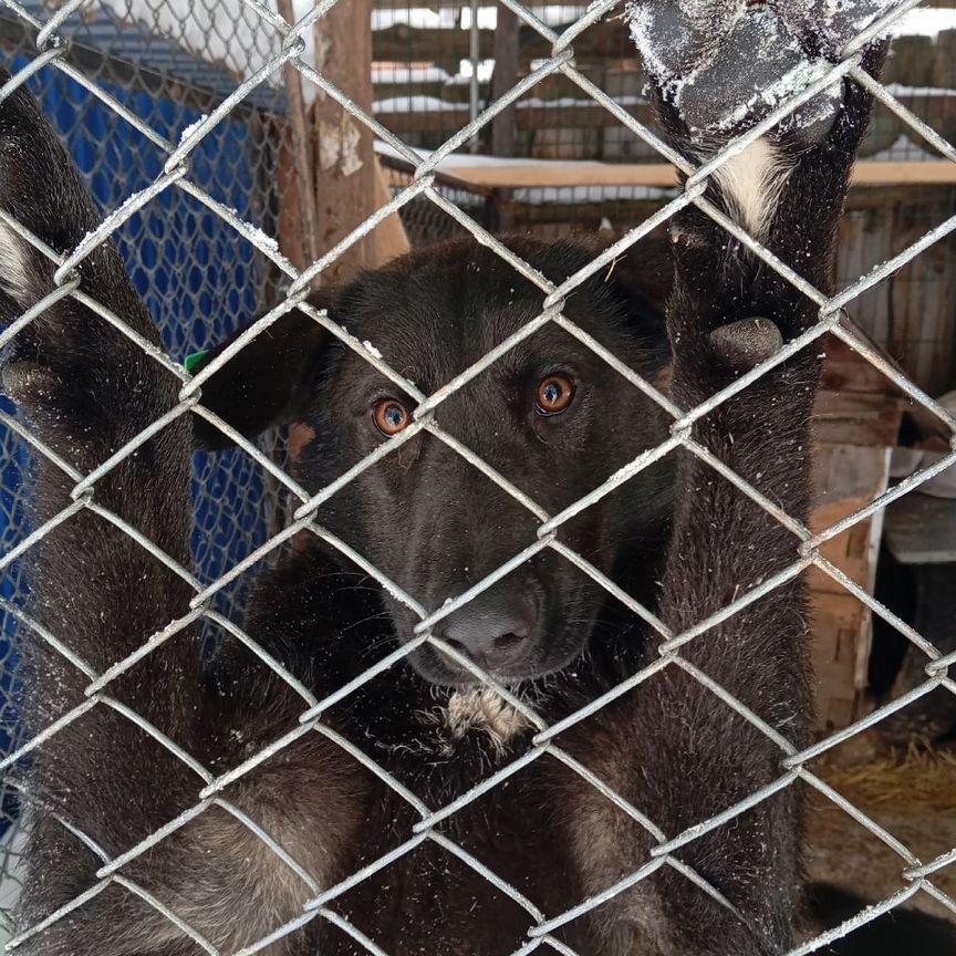 Взрослая собака в добрые руки