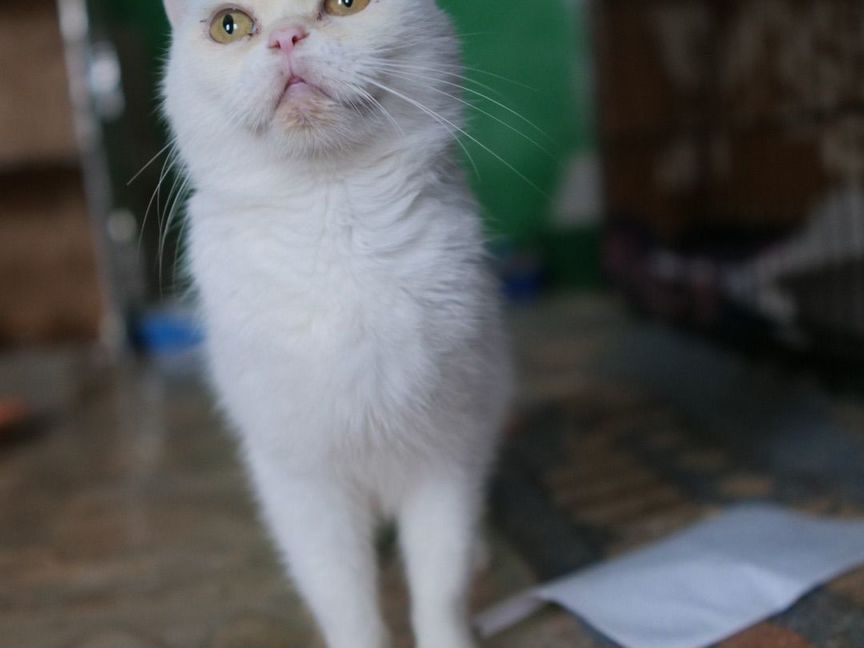 Белая кошечка