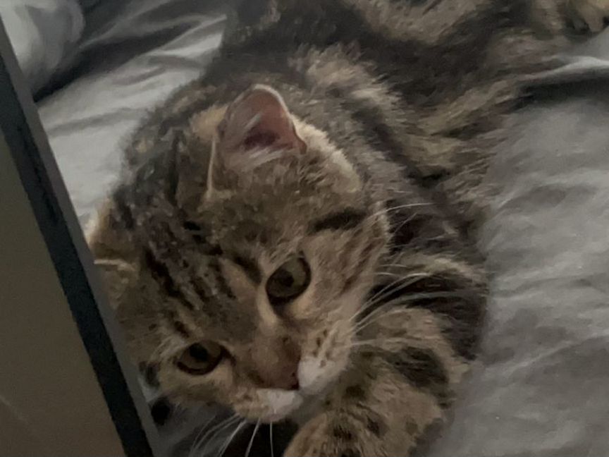 Кошечка в добрые руки