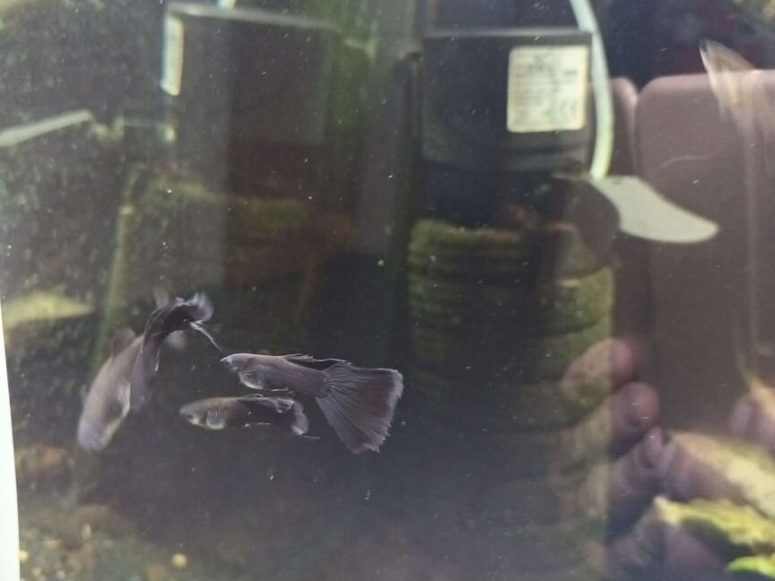 Гуппи черный монах