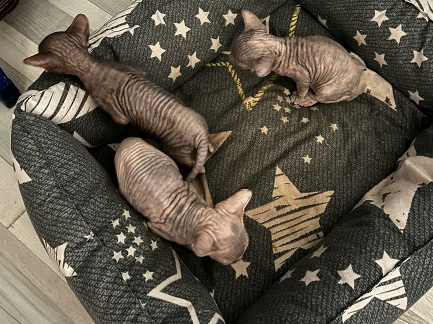 Котята сфинкса