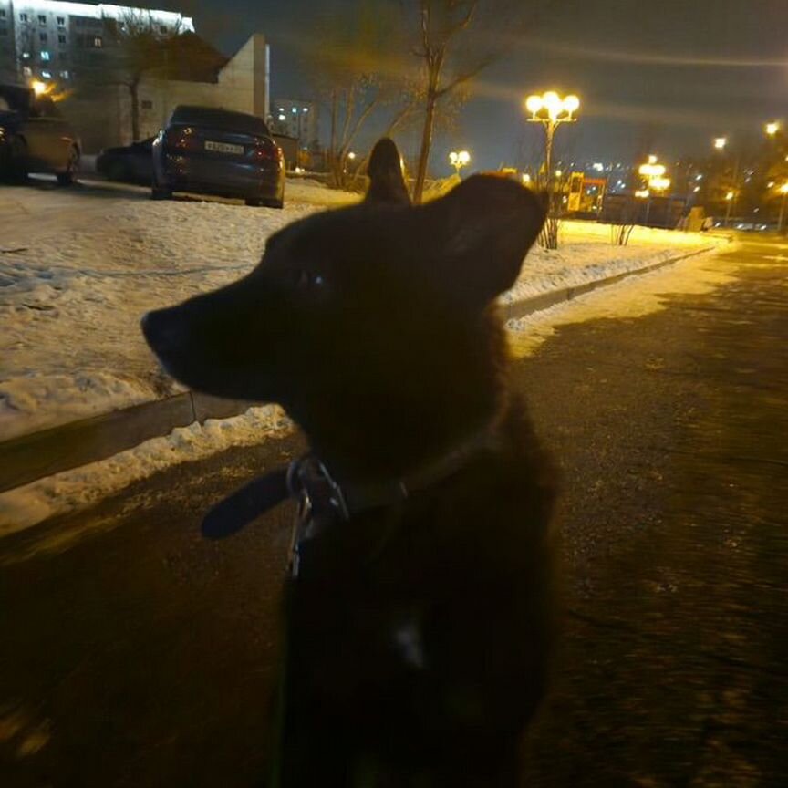 Нужкн дом щенку-подростку