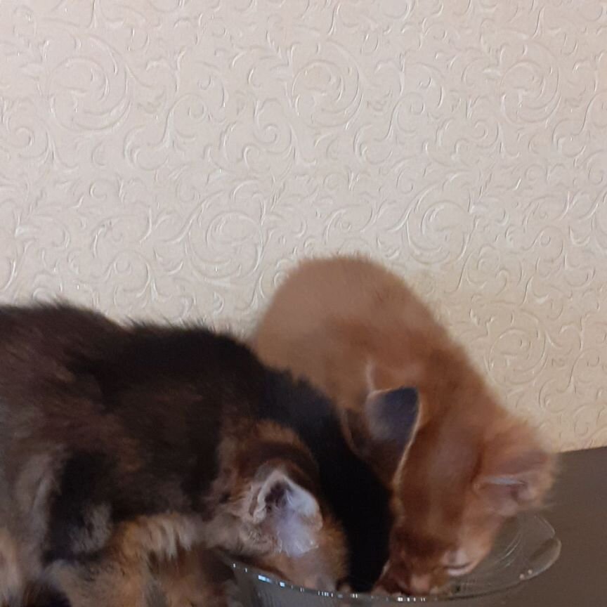 Сомалийские котята