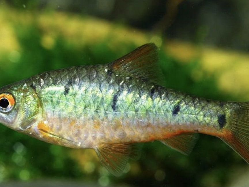 Барбус зеленый (Шуберт )