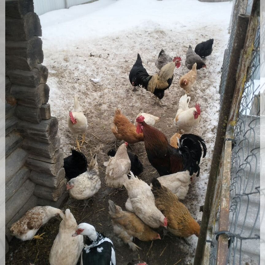 Молодые петушки