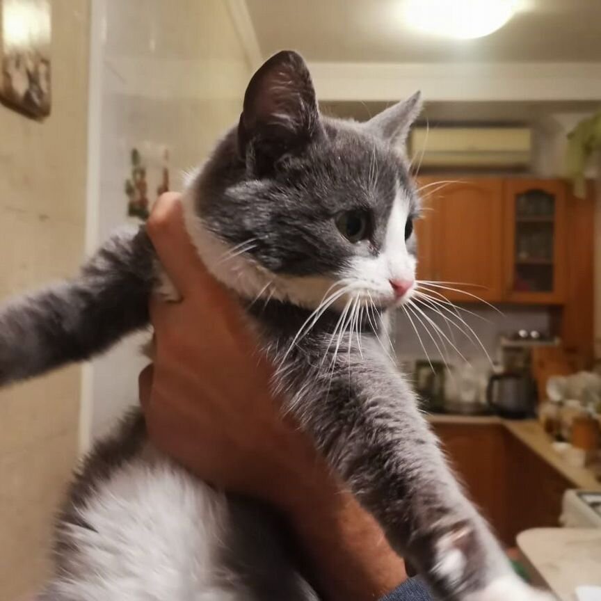 Ласковый котенок подросток ищет дом