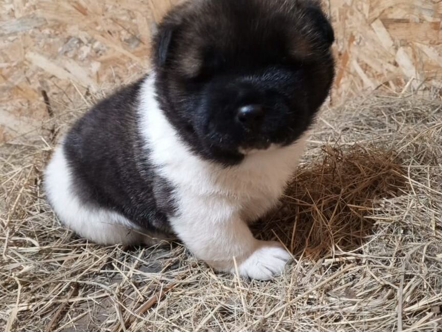 Американская акита