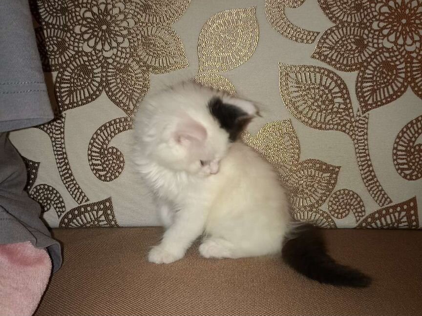 Кошка в дар бесплатно