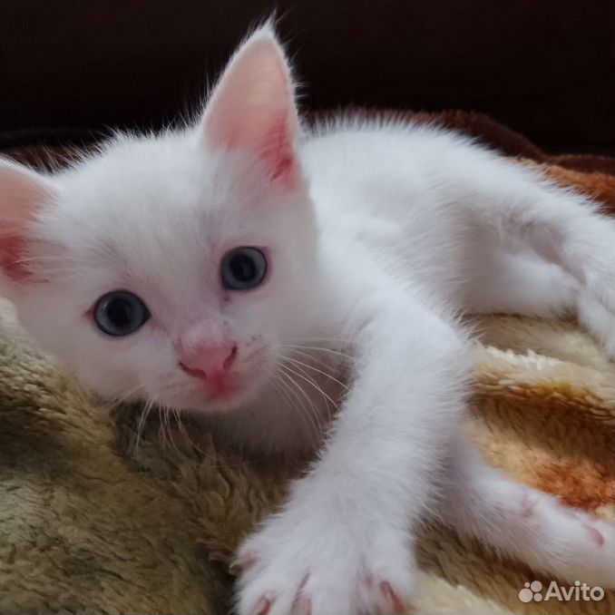 Котëнок белый игривый