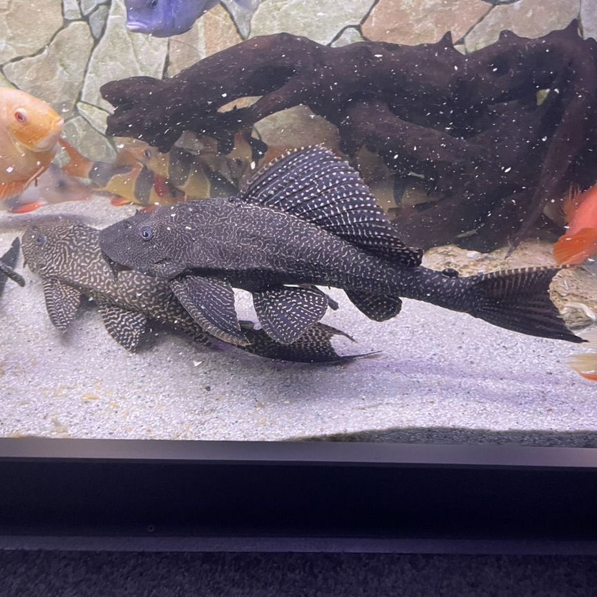 Сом порчёвый