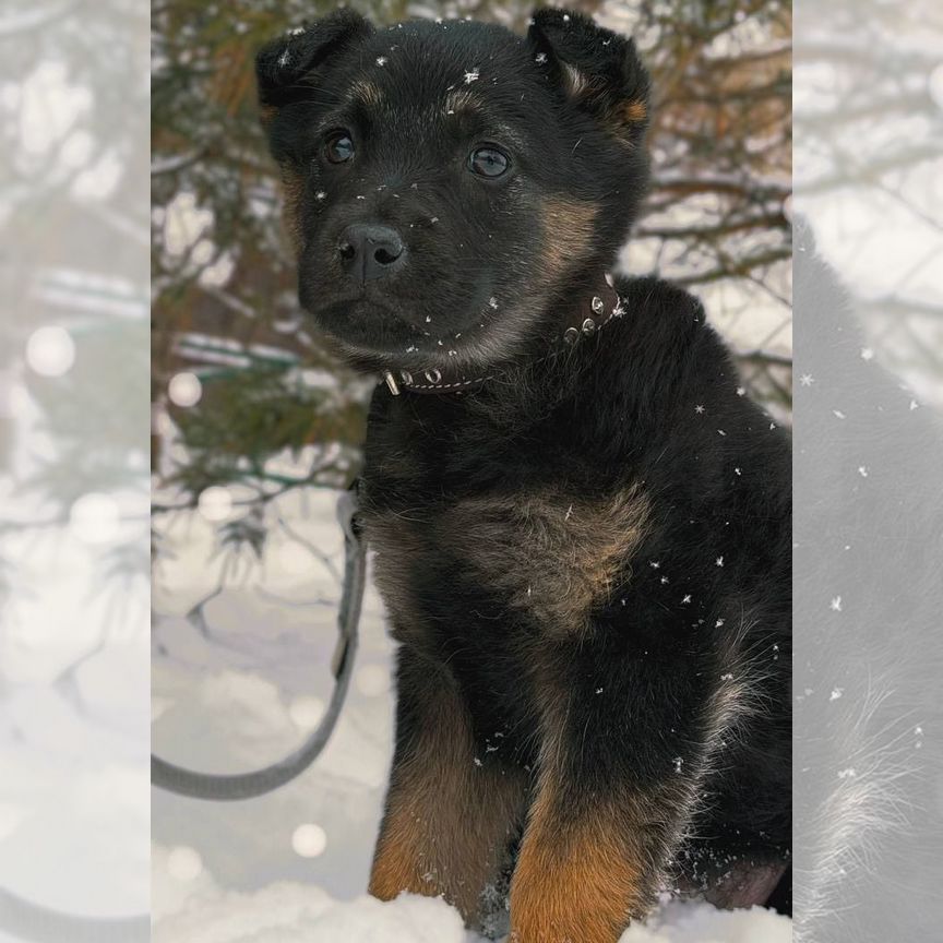 Щенок в добрые руки