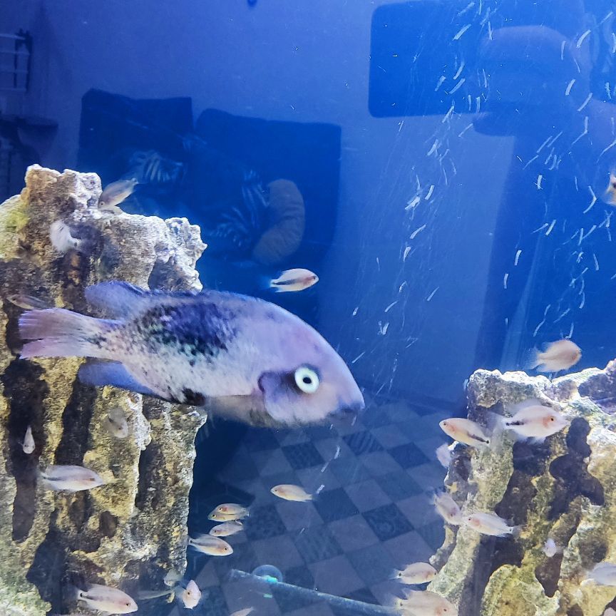 Цихлозома вьеха