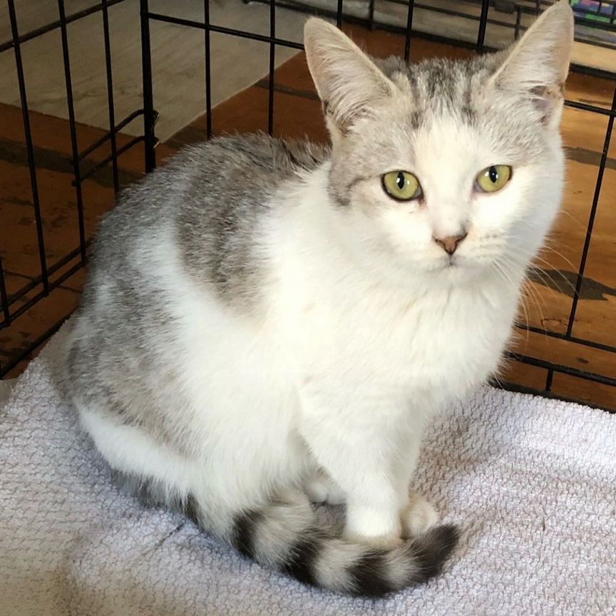 Евочка милый котёнок