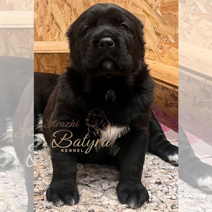 Среднеазиатская овчарка, щенок