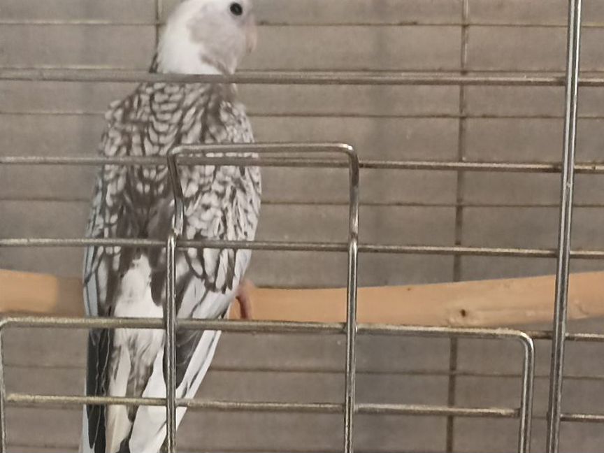 Птенец Кореллы