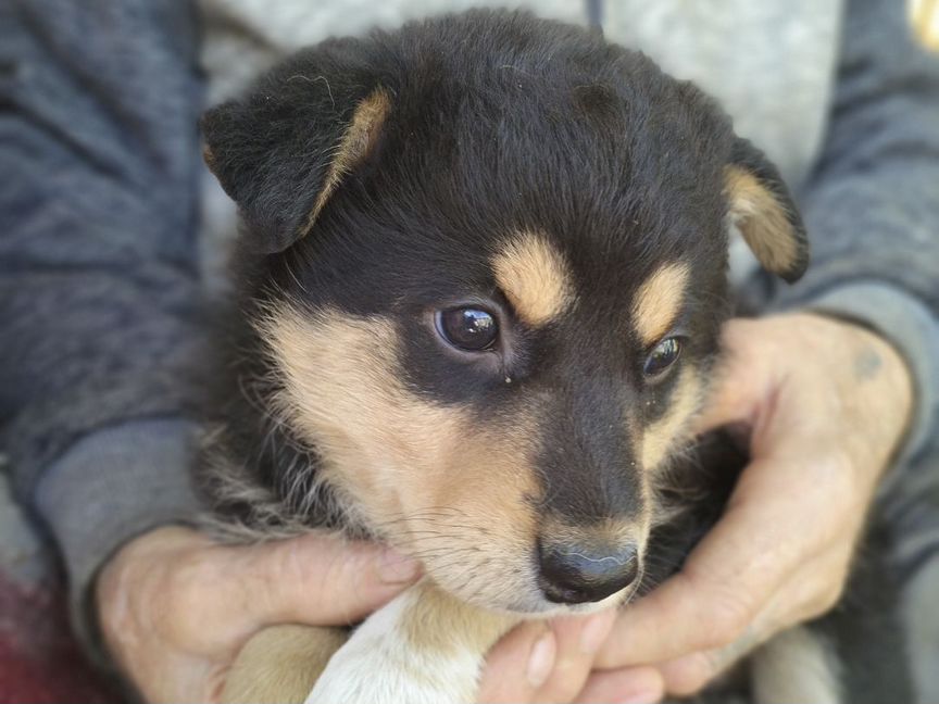 Отдам бесплатно щенки(девочки) 1 месяц