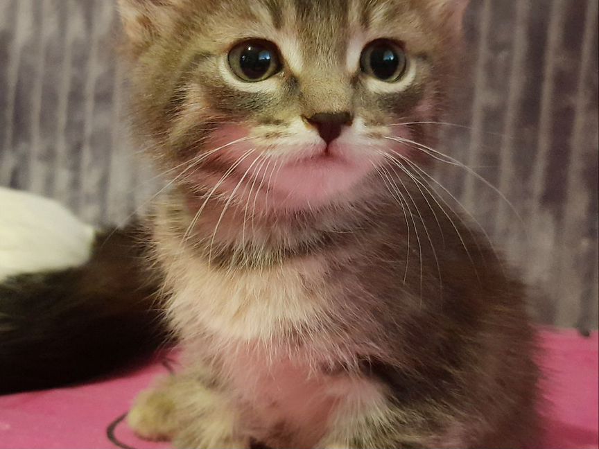 Котёнок Машка