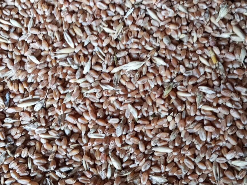 Овес ячмень пшеница