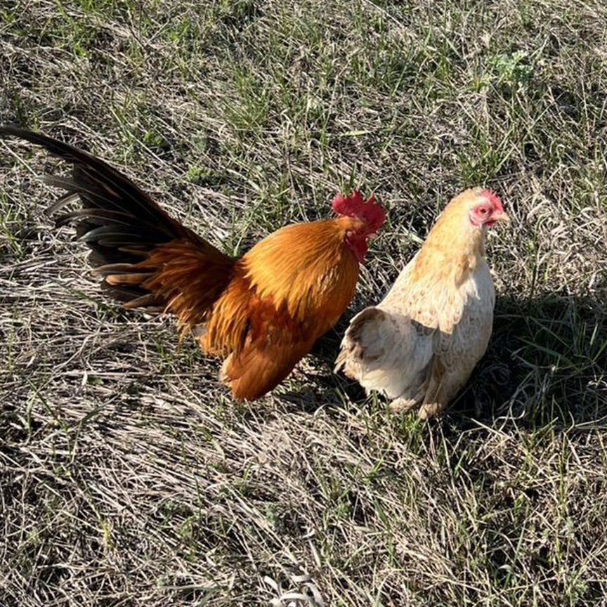 Малазийская серама