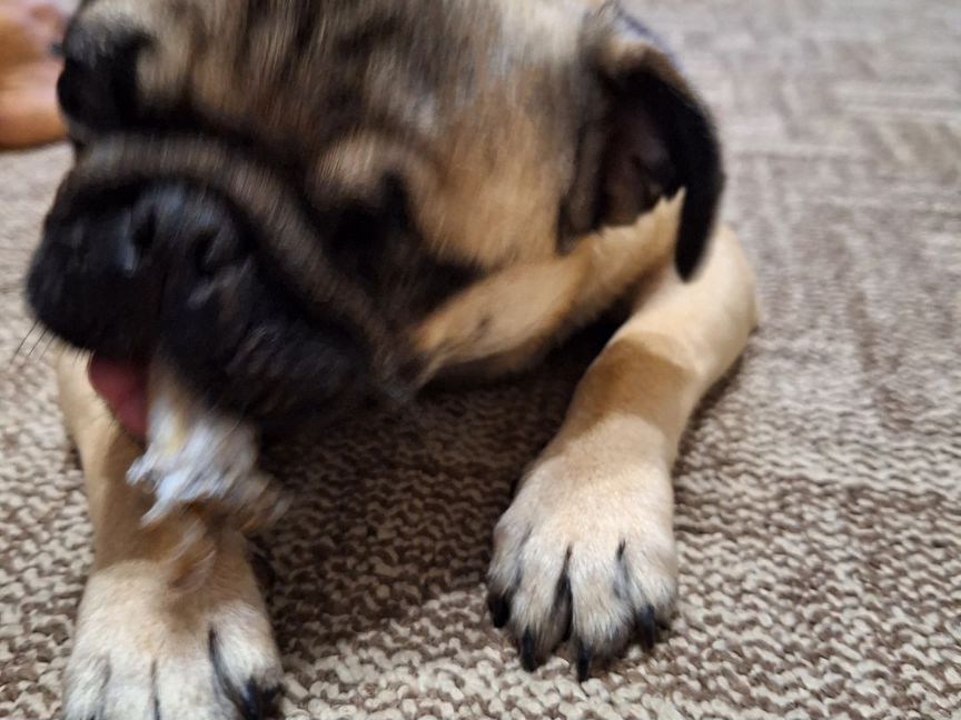 Мопс в добрые руки