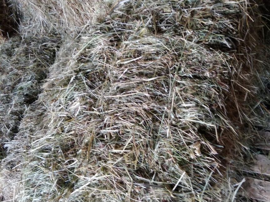 Сено в брикетах