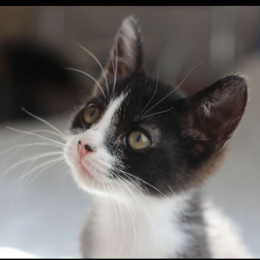 Котенок 3 месяца