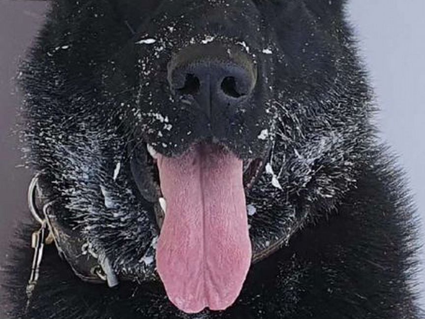 Вязка кобель восточноевропейская овчарка